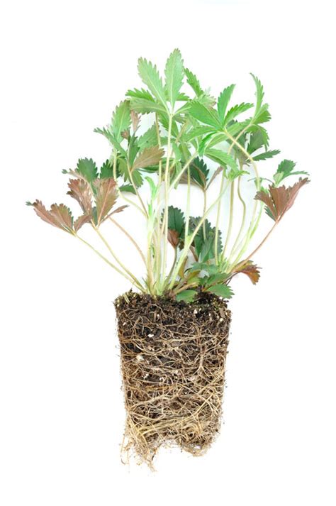 Potentilla Simplex Common Cinquefoil Native Plant