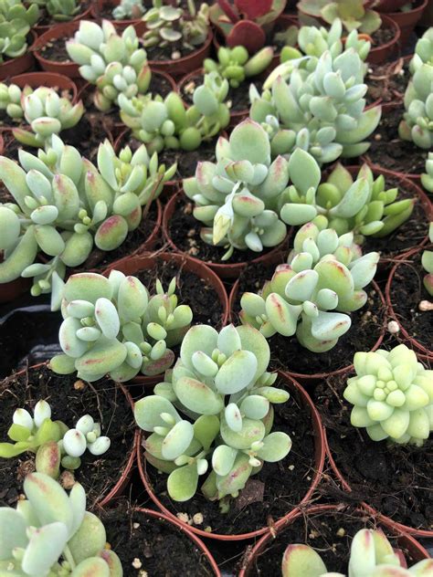 1suculentas Cotyledon Pendens
