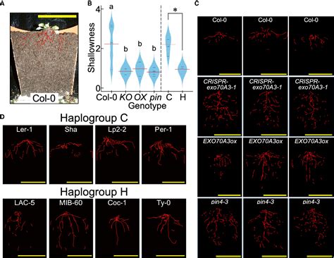 Figure 1 From Root System Depth In Arabidopsis Is Shaped By Exocyst70a3 Via The Dynamic