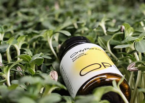 Absorption And Bioavailability Understanding Nutrients From Microgree