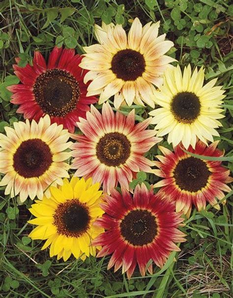Sunflower S Colors