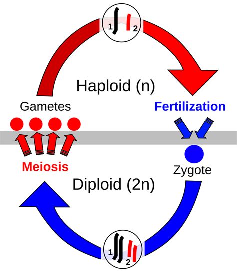 Sexual Reproduction Wikipedia