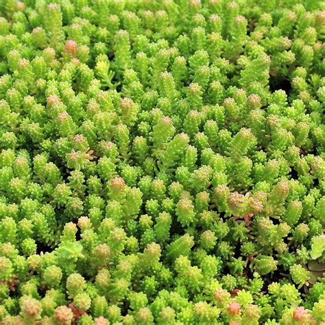 Sedum Sexangulare Mountain Crest Gardens