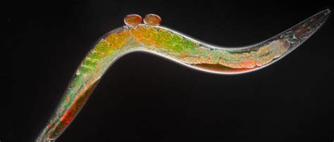 Cutter Lab Evolutionary Genomics