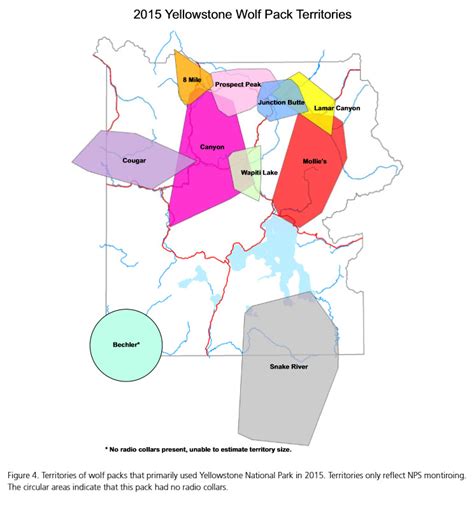 Yellowstone National Park Wolf Information ~ Yellowstone Up Close And Personal