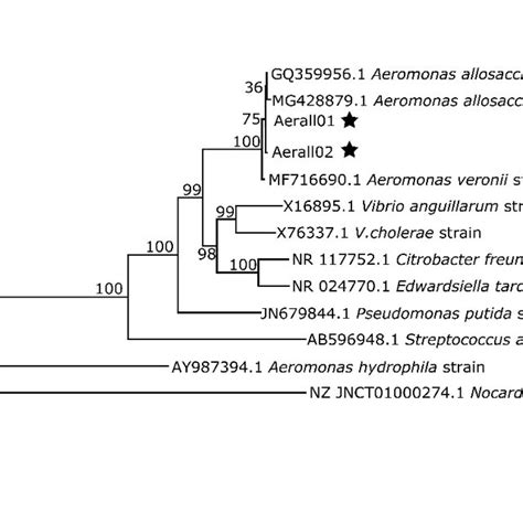 Phylogenetic Tree Generated With Mega X Based On An Alignment Of The Download Scientific