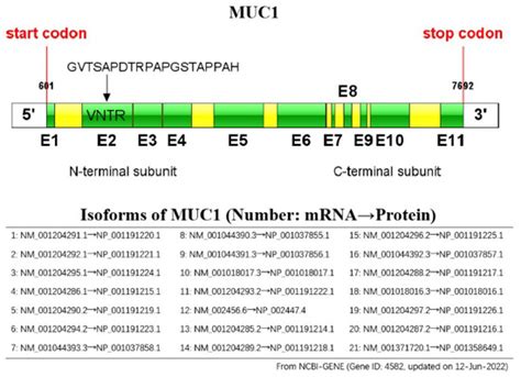 Advances In Muc1 Mediated Breast Cancer Immunotherapy
