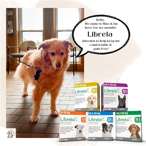Hello My Name Is Max And Im Here For My Monthly Librela Injection To Help Keep Me Comfortable
