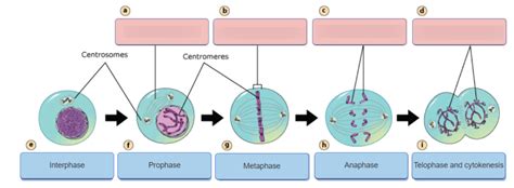 Mitosis Diagram Quizlet