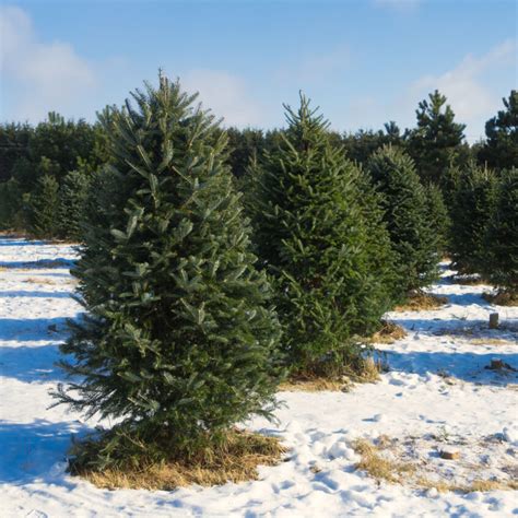 How To Grow Balsam Fir Trees At Eva Brown Blog