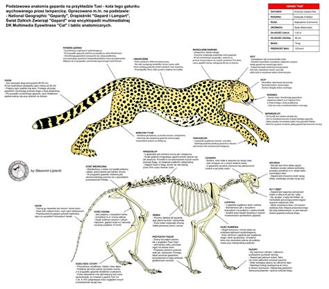 Software Cdi Cheetah Power Lasopahu