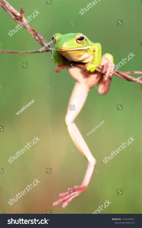 3 478 Imágenes De Dumpy Tree Frog Imágenes Fotos Y Vectores De Stock