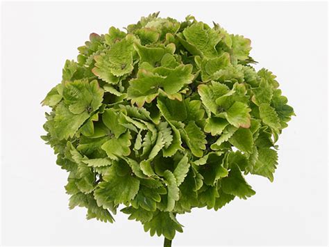 Hydrangea Macrophylla Magical Ocean Classic