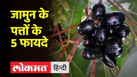 जामुन के पत्ते के फायदे और इस्तेमाल का तरीका । Health Tips । Jamun Leaf Benefits । Jamun Ke