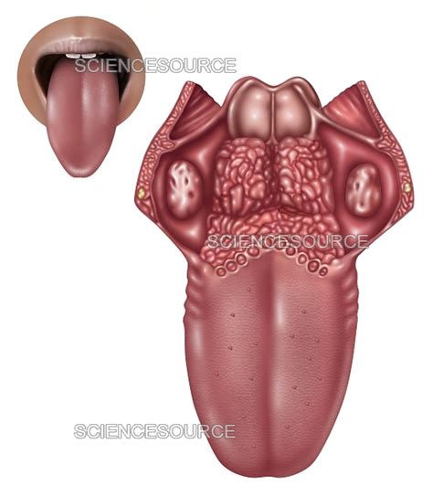 Anatomy Of Human Tongue Illustration Stock Image Science Source Images