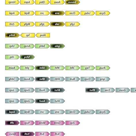 Classification Of Gtpases Described In This Review The Superclass Of
