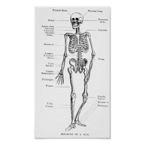 Vintage Skeleton Poster Art And Craft Shows Acrylic Art Print Metal