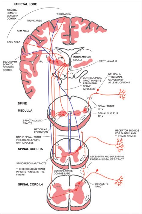 Nervous System Pathway The Enteric Nervous System Chapter 5 The