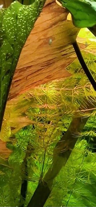 Beauty Nymphia Youtube