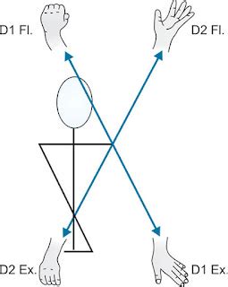 Proprioceptive Neuromuscular Facilitation Pnf Upper Extremity