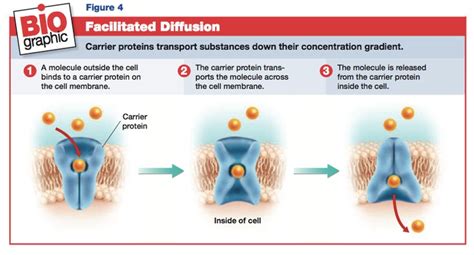 Facilitated Diffusion Facilitated Diffusion Cell Membrane Physiology