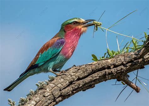 Colorful Bird With Green Grasshopper Against Bright Blue Sky Background