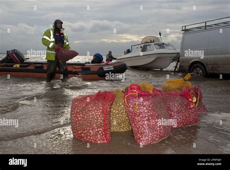 Licensed Cockle Pickers Unloading Bags From Boats After Picking From