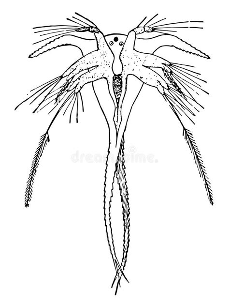 Barnacles Drawing Stock Illustrations 31 Barnacles Drawing Stock