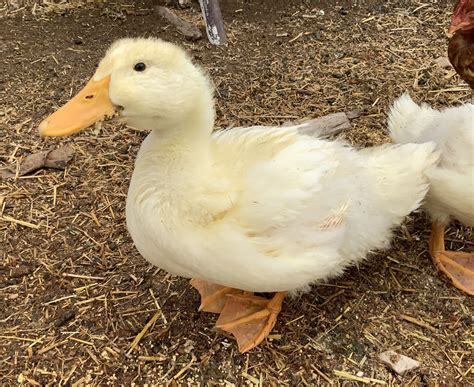Pekin Duckling Popular Breed For Duck Meat Production In The Us
