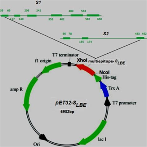 Schematic Map Of Selected Antigenic Regions B Cell Epitopes In Spike Download Scientific