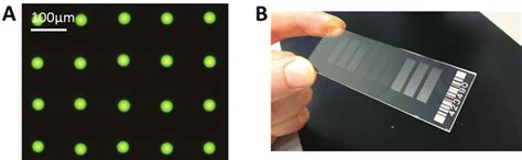 A Example Of Spotted Microarray Before Washing With Optimized