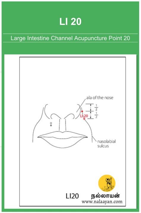 Li 20 Acupuncture Point Racupuncture