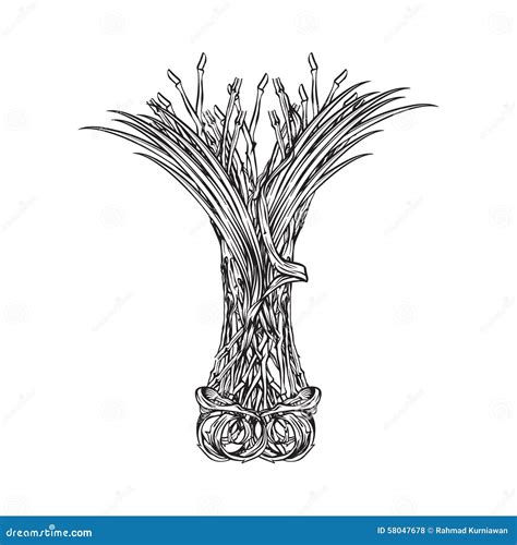Paddy Grass Vector Bouquet 58047693