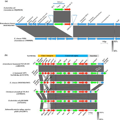 Emergence Of A Novel Enterobacter Kobei Clone Carrying Chromosomal