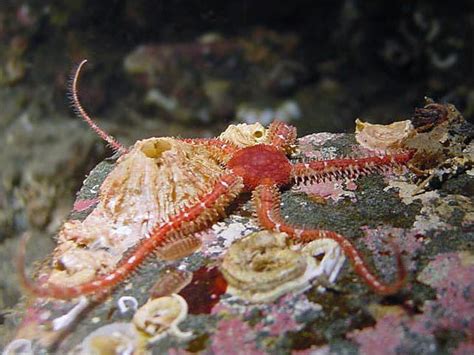 Basket Stars And Brittle Stars Ophiuroidea