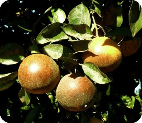 1 Sintomas Do Ataque De ácaro Da Falsaferrugem Phyllocoptura