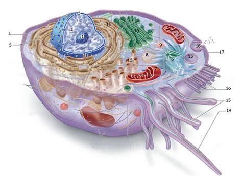 Cell Diagram Quizlet Cell Diagram Quizlet