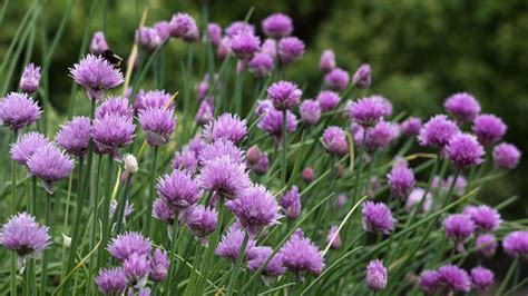 We Discovered The Best Way To Grow Chives To Keep Them Thriving All