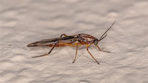 The Midge Insect Tiny Flying Bugs That Can Bite