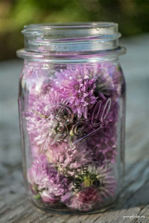 Chive Blossom Delight