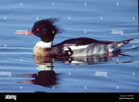 Red Breasted Merganser Duck Drake Swimming With Reflectionmergus