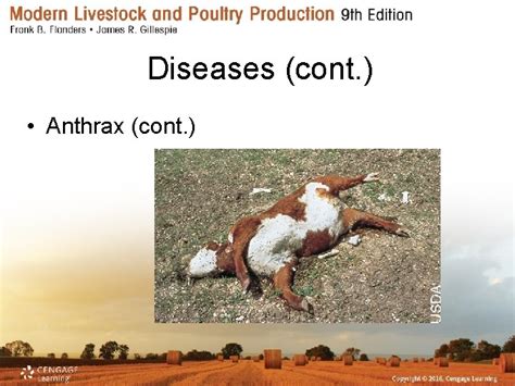 Chapter 17 Diseases And Parasites Of Beef Cattle