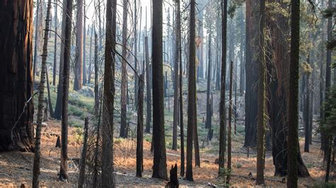 Cal4wheel Submits Objections To Eldorado National Forest Hazard Tree