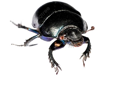 Black Bug In Upper Left Corner Eye Shield Eye Protective Shield Png