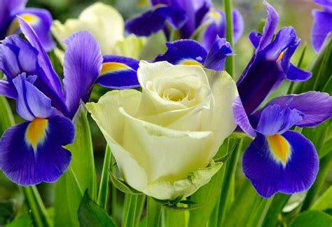 Онлайн пазл «Роза и ирисы