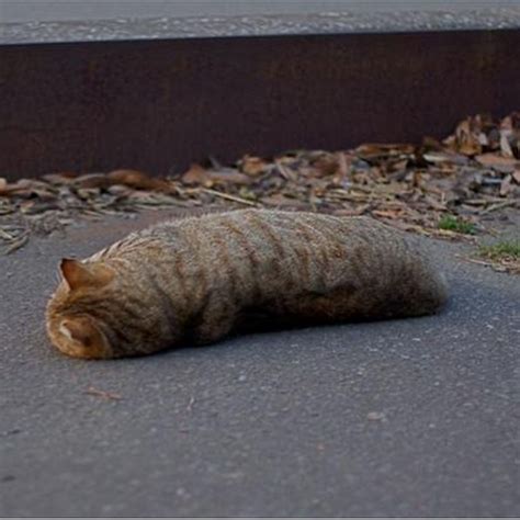 Fandroid The Devils Swing Lyrics Genius Lyrics