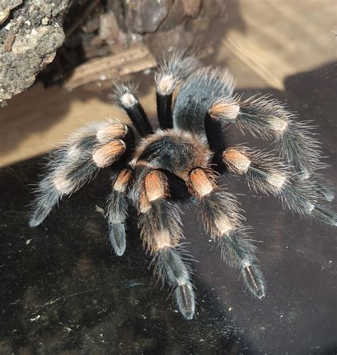 165 Best Smithi Images On Pholder Tarantulas Spiders And Spiderbro