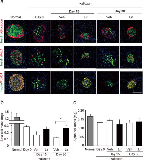 Pancreatic Beta Cell Mass And Alpha Cell Mass A Insulinglucagon