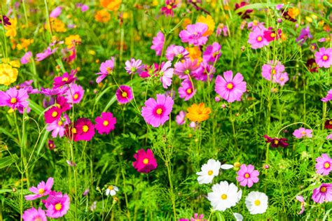 This Is My Garden Garden Tips Ideas And More