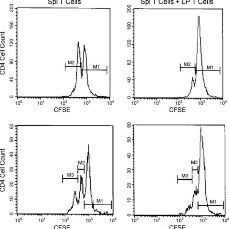 Lp Cd8 But Not Cd4 T Cells Inhibit Splenic T Cell Proliferation Lp T Download Scientific